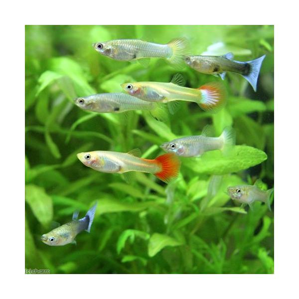 _aqua　熱帯魚・エビ他　グッピー　ノーマル系　外国産ミックスグッピー　メス　５匹　ビギナーにオススメ　初心者　セット　muryotassei_800_899　20140920　ＴＩＮ　u3l7N0T_ntig　u3lN_stQ0M5MS...