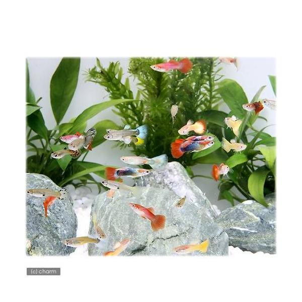 _aqua　熱帯魚・エビ他　グッピー　ノーマル系　外国産ミックスグッピー　オス　１０匹　ビギナーにオススメ　初心者　セット　単品　20140920　ＴＩＮ　u3l7N0T_ntig　u3lN_stQ0M5MS0105　熱帯魚生体　kaijy...