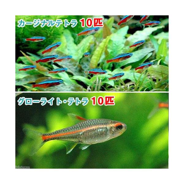 熱帯魚・エビ他　カラシン　テトラ等　shosinnshagtetora　南米産　小型種　カージナル・ネオン系　カージナルテトラ　ワイルド　１０匹　グローライトテトラ　ビギナーにオススメ　ヘミグラムス系　グローライト・テトラ　Ｈｅｍｉｇｒａｍ...