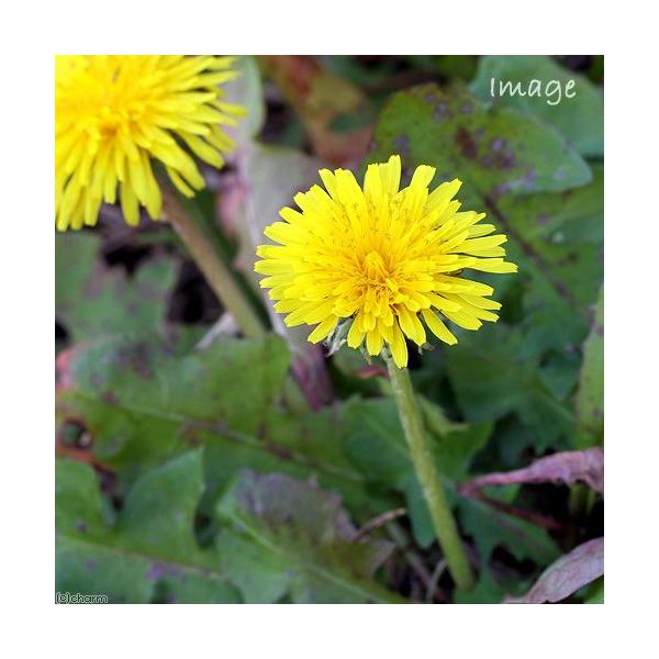MS34　_gardening　ガーデニング　山野草　Ｔａｒａｘａｃｕｍ　ｏｆｆｉｃｉｎａｌｅ　ｓｐｐ．　西洋たんぽぽ　ツヅミグサ　鼓草　ダンデライオン　20141225　ＨＩＮ　植物　植物生体　ガーデニング生体　育て方　育成方法　栽培方法...