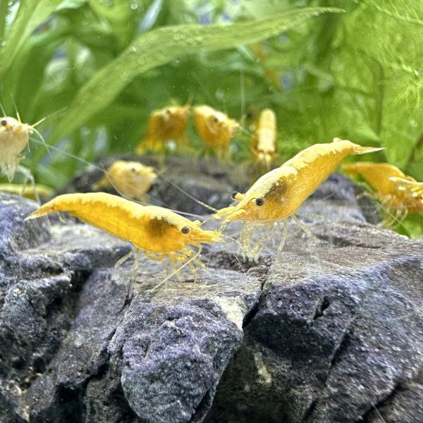熱帯魚・エビ他　ヌマエビ系　イエローフローレセントシュリンプ　３匹　イエローファイアーシュリンプ　florescent_cherry　イエローストライプシュリンプ　ゴールドストライプシュリンプ　ゴールデンストライプシュリンプ　イエローチェリ...