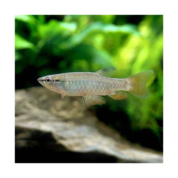 _aqua　熱帯魚・エビ他　カラシン（テトラ等）　南米産（小型種）　ペンシル・細身系　ピリューリナ・ブレビス　１匹　Ｐｙｒｒｈｕｌｉｎａ　ｂｒｅｖｉｓ　rare_chara　jp1109　kaijyo　20150117　ＹＩ　MS0105　...