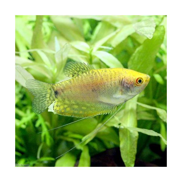 PF_SPQ　muryotassei_800_899　_aqua　fish_database　熱帯魚・エビ他　グラミー・アナバス　グラミー・リコリス　ゴールデンマーブル　ゴールデングラミー　ゴールデングーラミィ　ゴールデングーラミー　１匹　...