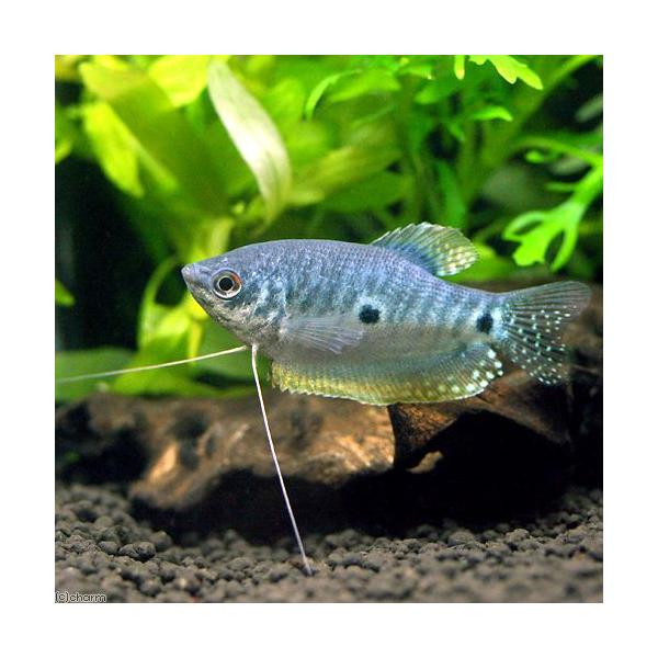 PF_SPQ　_aqua　fish_database　熱帯魚・エビ他　グラミー・アナバス　グラミー・リコリス　ブルーグラミー　スリースポットグラミー　ブルーグーラミィ　ブルーグーラミー　１匹　グラミーの仲間　ビギナーにオススメ　Ｔｒｉｃｈｏ...