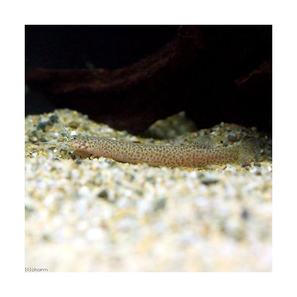 PF_SPQ　fish_database　熱帯魚・エビ他　ナマズの仲間　1匹　クーリーキャット　Eremophilus　candidus　20150202　YI　kaijyo　MS0105　kaijyo　top_fish0912　3fish...
