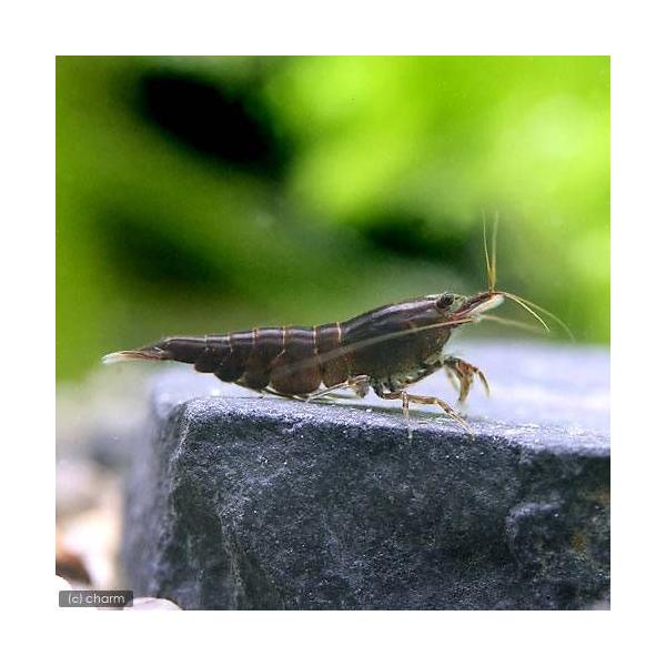熱帯魚・エビ他　ヌマエビ系　ブラックカカオシュリンプ　ブラックシュリンプ　ブラックチョコレートシュリンプ　１０匹　20150130　ＴＥ　chocolate_cherry　Ｎｅｏｃａｒｉｄｉｎａ　ｄｅｎｔｉｃｕｌａｔａ　ｓｉｎｅｎｓｉｓ　ｈ...