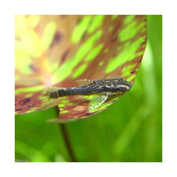 熱帯魚・エビ他　オトシン・ロリカリア　オトシン　オトシンネグロ　１匹　Ｈｉｓｏｎｏｔｕｓ　ｌｅｕｃｏｆｒｅｎａｔｕｓ　定番コケ対策　食べさせる　水槽壁面のコケを綺麗にする　コケ取り生体　20150208　ＤＩ　国産　カミハタブリード　kai...