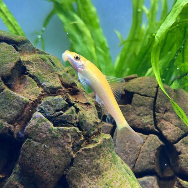 熱帯魚・エビ他　ローチの仲間　タニノボリ・吸い付き系　ゴールデン・アルジーイーター　８匹　食べさせる　コイ　ラスボラ等　その他　ビギナーにオススメ　アルジーイーター　20150223　sＹ　kaijyo　goldrush_0423　ment...