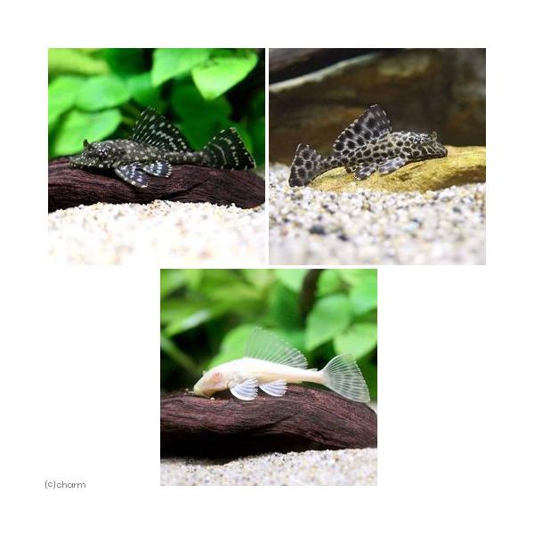 ｓeitai_set　熱帯魚・エビ他　プレコ　セルフィン系　ブリード　１匹　ビギナーにオススメ　Ｐｔｅｒｙｇｏｐｌｉｃｈｔｈｙｓ　Ｇｌｙｐｔｏｐｅｒｉｃｈｔｈｙｓ　ｇｉｂｂｉｃｅｐｓ　ｖａｒ．　ｊｏｓｅｌｉｍａｉａｎｕｓ　マーブルセルフィン...
