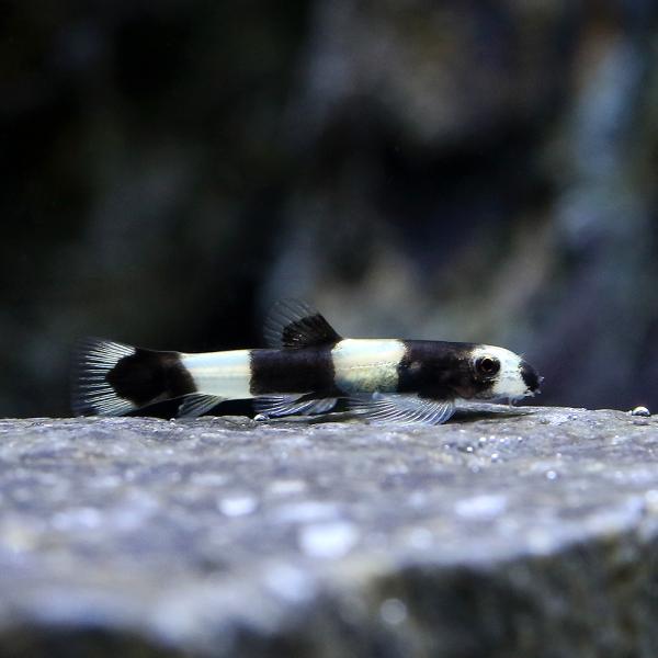熱帯魚・エビ他　ローチの仲間　タニノボリ・吸い付き系　パンダシャークローチ　３匹　コイ　ラスボラ等　ローチ・ボーシャ　Ｙａｏｓｈａｎｉａ　ｐａｃｈｙｃｈｉｌｕｓ　Protomyzon　20150320　ＳＹ　kaijyo　MS0105　fn...