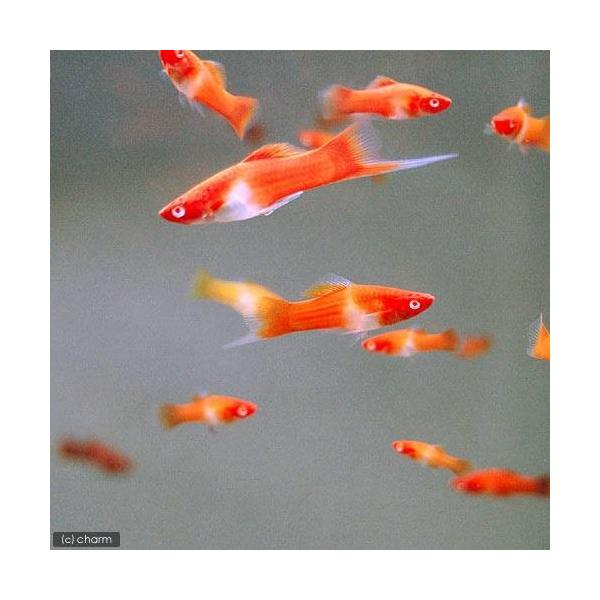 熱帯魚・エビ他　プラティ・卵胎生メダカ　ソードテール・モーリー　紅白ソードテール　６匹　メダカの仲間　ビギナーにオススメ　Ｘｉｐｂｏｐｈｏｒｕｓ　ｈｅｌｌｅｒｉ　ｖａｒ．　20150310　ＳＹ　fishtop4_150415　top_fi...