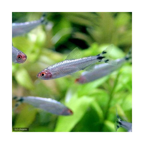 熱帯魚・エビ他　カラシン　テトラ等　南米産　小型種　ヘミグラムス系　ラミーノーズ・テトラ　１２匹　onepoint　ブリリアントヘッドラミーノーズ　ダイヤモンドヘッドラミーノーズ　20150310　ＳＹ　kaijyo　MS0105　top_...