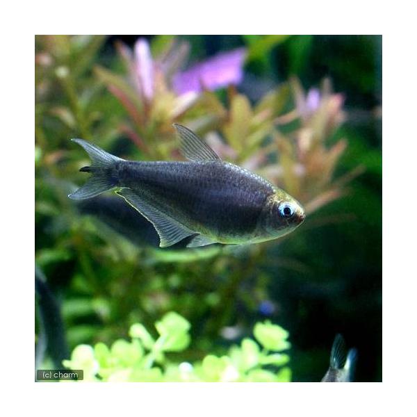 熱帯魚・エビ他　カラシン　テトラ等　南米産　小型種　ネマトブリコン　エンペラー系　ブラックエンペラー・テトラ　１０匹　Ｎｅｍａｔｏｂｒｙｃｏｎ　ｐａｌｍｅｒｉ　ｖａｒ．　20150314　ＳＹ　MS0105　kaijyo　top_fish0...