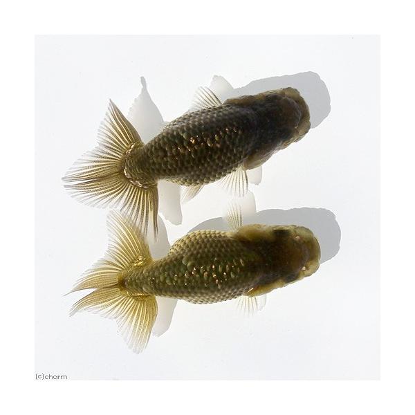 sfset　_aqua　熱帯魚・エビ他　金魚　tachiage淡水生体　新仔　ランチュウ　当歳　黒　素赤　更紗　１匹　nittan_kingyo_ran　nittan_kingyo_ranch　kin_kng1402　黒仔　稚魚　kaijy...