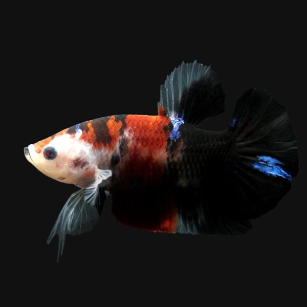 PF_SPQ　熱帯魚・エビ他　ベタ・グラミー・アナバス　改良ベタ　ベタ・プラガット　鯉ベタ　１匹　Ｂｅｔｔａ　ｓｐｌｅｎｄｅｎｓ　ｖａｒ．　ベタ・グラミー　selectショーベタ　select-betta　cichlid_beta　begi...