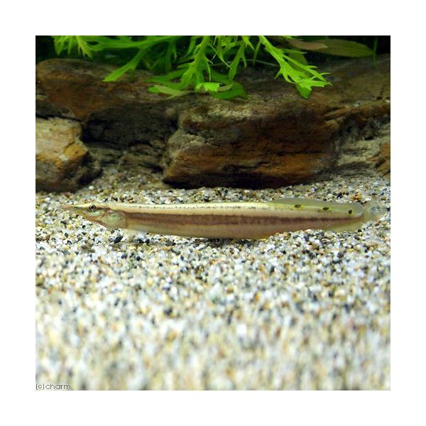 PF_SPQ　fish_database　熱帯魚・エビ他　その他の熱帯魚　その他の仲間　インドピーコックスパイニーイール　トゲウナギ　１匹　Ｍａｃｒｏｇｎａｔｈｕｓ　ａｒａｌ　20150520　ＳＹ　tolo_1025　kaijyo　MS0...