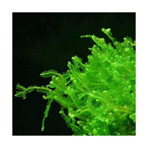 PF_SPQ　熱帯魚　活着する水草　コケの仲間　水草　コケ　モス類　フジウロコゴケ　スパーテンモス　ウロコゴケ　モス　Ｃｈｉｌｏｓｃｙｐｈｕｓ　ｐｏｌｙａｎｔｈｏｓ　20210814　47house　kaijo　catmosssingle2...