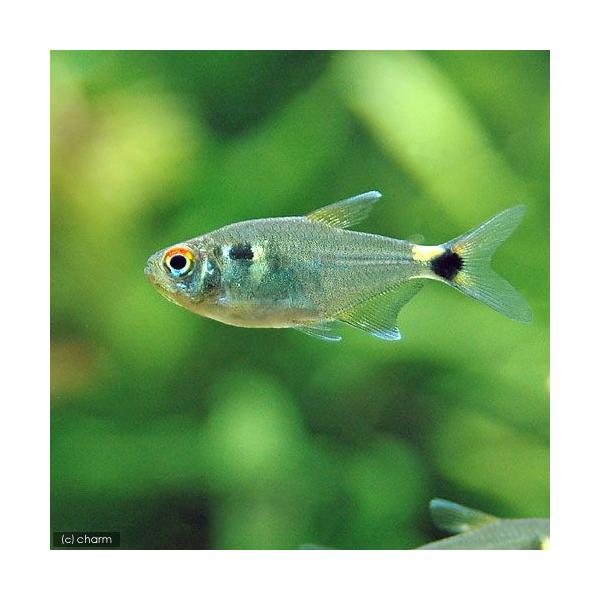 PF_SPQ　_aqua　熱帯魚・エビ他　カラシン　テトラ等　南米産　小型種　ヘミグラムス系　ヘッドアンドテールライト・テトラ　６匹　Ｈｅｍｉｇｒａｍｍｕｓ　ｏｃｅｌｌｉｆｅｒ　ビギナーにオススメ　jp1109　gjvui63　201212...