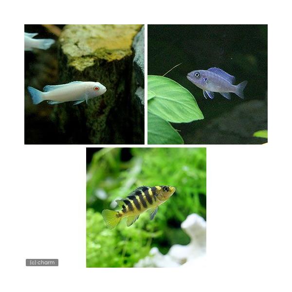 _aqua　熱帯魚・エビ他　シクリッド　種類で選ぶ　アフリカンシクリッド　ムブナ３種ミックス　Ａセット　３匹　各種１匹　アフリカ産　ビギナーにオススメ　Ｐsｅｕｄｏｔｒｏｐｈｅｕs　Ｍａｙｌａｎｄｉａ　ｃｒａｂｒｏ　sｐ．“ｚｅｂｒａ”　ｃ...