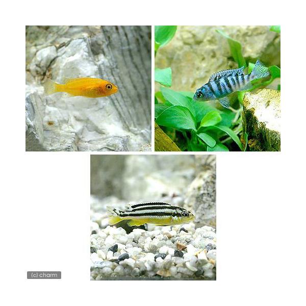 _aqua　熱帯魚・エビ他　シクリッド　アフリカンシクリッド　ムブナ３種ミックス　Ｂセット　アフリカ産　ビギナーにオススメ　イエローストライプシクリッド　オレンジゼブラシクリッド　ゴールデンゼブラシクリッド　レッドゼブラシクリッド　Ｍｅｌａ...