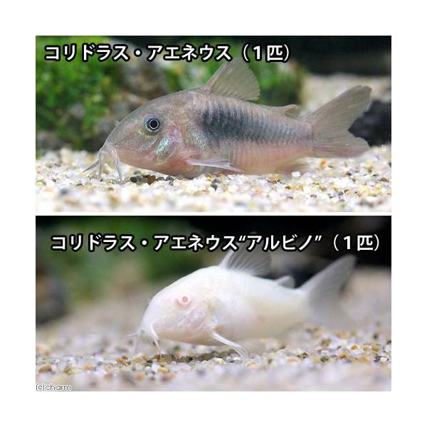 熱帯魚・エビ他　コリドラス　ショートノーズ　コリドラスアエネウス　１匹　ビギナーにオススメ　ビギナー小型向け生体　Ｏｓｔｅｏｇａｓｔｅｒ　ａｅｎｅａ　Ｃｏｒｙｄｏｒａｓ　ａｅｎｅｕｓ　ｖａｒ．　赤コリ　エネウス　Co_breed　アルビノ　...