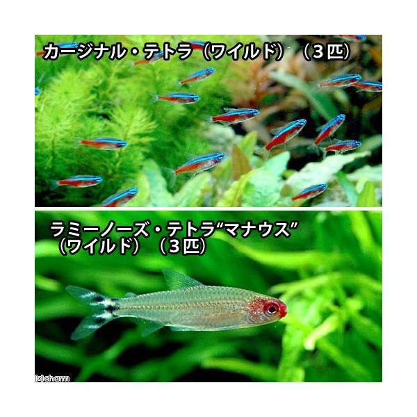 熱帯魚・エビ他　カラシン　テトラ等　南米産　小型種　カージナル・ネオン系　カージナルテトラ　ワイルド　１０匹　ビギナーにオススメ　seitaitop1　Ｐａｒａｃｈｅｉｒｏｄｏｎ　ａｘｅｌｒｏｄｉ　動画淡水生体　動画　映像　set_teto...