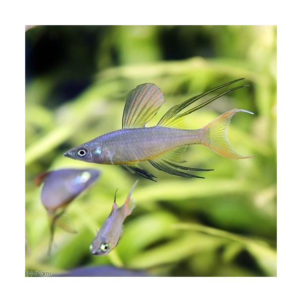 PF_SPQ　_aqua　熱帯魚・エビ他　レインボーフィッシュ　ニューギニアレインボー　ビギナーにオススメ　１ペア　Ｉｒｉａｔｈｅｒｉｎａ　ｗｅｒｎｅｒｉ　スレッドフィンレインボー　20121230　KT　muryotassei_800_8...