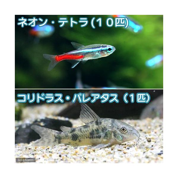 _aqua　熱帯魚・エビ他　カラシン　テトラ等　南米産　小型種　カージナル・ネオン系　ネオンテトラ　１０匹　ビギナーにオススメ　コリドラス　ショートノーズ　コリドラスパレアタス　１匹　ビギナー小型向け生体　青コリ　エネウス　set_teto...
