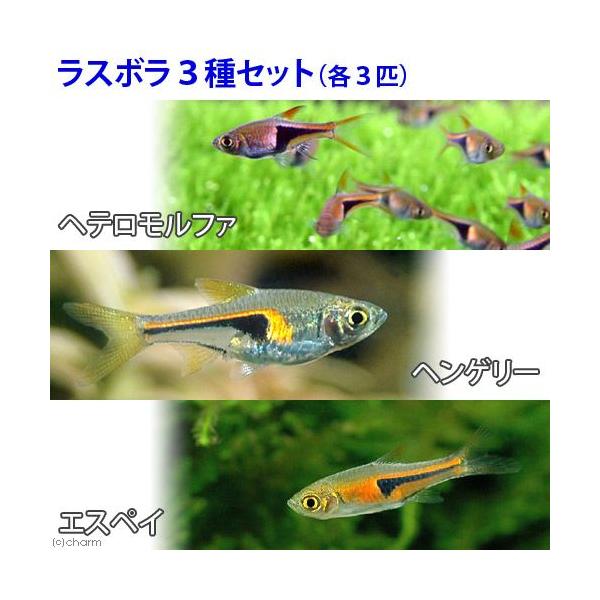 熱帯魚・エビ他　コイ　ラスボラ等　ラスボラ系　ラスボラ・ヘテロモルファ　３匹　セット　小型種　ビギナーにオススメ　トリゴノスティグマへテロモルファ　ヘンゲリー　エスペイ　各種３匹　20130125　ＫＴ　seitai_set　aD9qk　i...