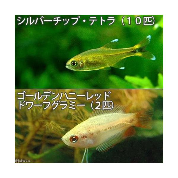 _aqua　熱帯魚・エビ他　カラシン　テトラ等　南米産　小型種　ハチェット系　ハセマニアナナシルバーチップ・テトラ　Ｃｏｌｉｓａ　ｓｏｔａ　１０匹　ビギナーにオススメ　ゴールデンハニーレッドドワーフグラミー　ゴールデンハニーレッドドワーフグ...
