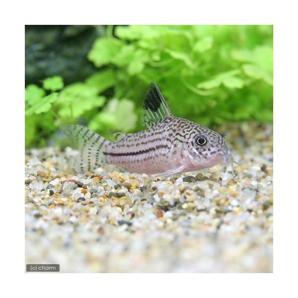 PF_SPQ　fish_database　熱帯魚・エビ他　コリドラス　ショートノーズ　コリドラス・ジュリー　プルス　ワイルド　１匹　Ｈｏｐｌｉｓｏｍａ　Ｃｏｒｙｄｏｒａｓ　ｊｕｌｉｉ　Ｐｕｒｕｓ　ビギナーにオススメ　corydoras_ro...