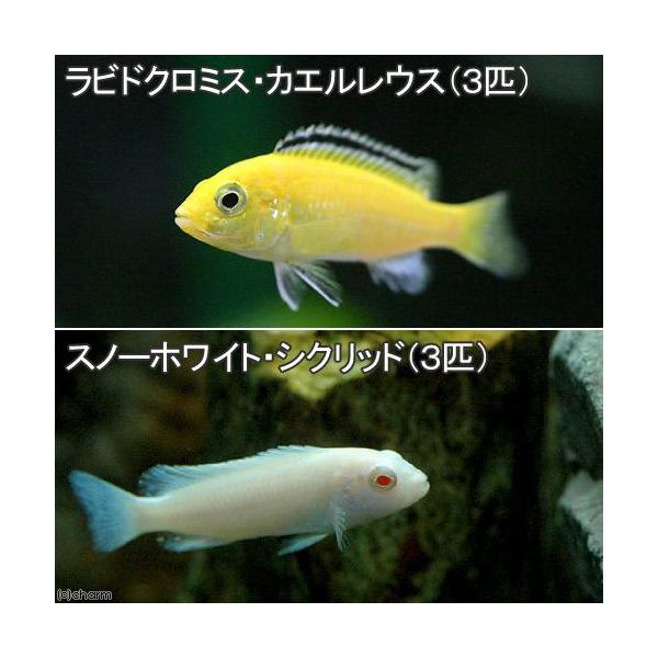 熱帯魚・エビ他　シクリッド　アフリカンシクリッド　ラビドクロミス・カエルレウス　１匹　セット　アフリカ産　ビギナーにオススメ　ムブナ　Ｍｂｕｎａ　Ｌａｂｉｄｏｃｈｒｏｍｉｓ　ｃａｅｒｕｌｅｕｓ　レモン　イエロー　スノーホワイト・シクリッド　...