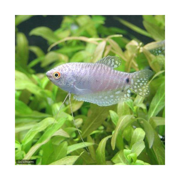 PF_SPQ　muryotassei_800_899　_aqua　fish_database　熱帯魚・エビ他　グラミー・アナバス　グラミー・リコリス　プラチナグラミー　プラチナグーラミー　プラチナグーラミィ　ホワイトグラミー　ホワイトグーラ...