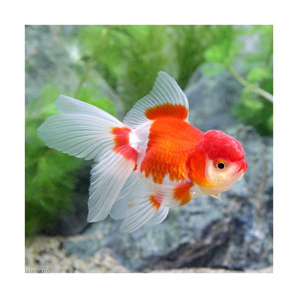 sfset　_aqua　熱帯魚・エビ他　金魚　オランダ型　更紗　オランダシシガシラ　飯田産　３歳　特選金魚　飯田金魚　ＫＡＺ　20130428　fish_database　オランダ型　kimgkingyo1366　nittan_olndsg...