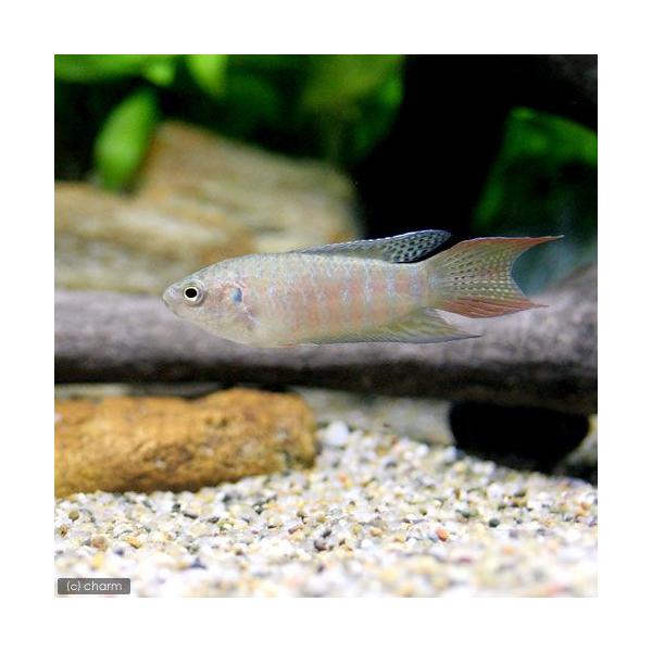 PF_SPQ　fish_database　グラミーの仲間　熱帯魚・エビ他　ベタ・グラミー・アナバス　スネークヘッド・他　チョウセンブナ　ジシンブナ　１匹　ベタ・グラミー　Macropodus　opercularis　20130810　TIN...