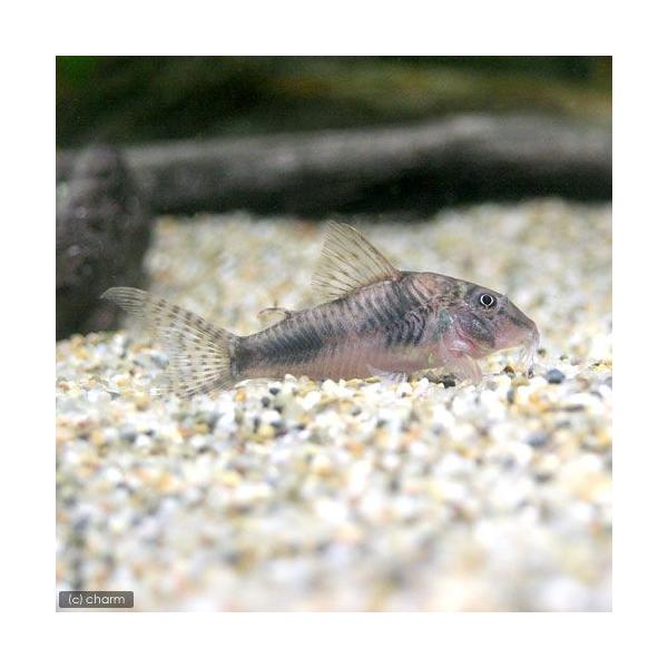PF_SPQ　fish_database　熱帯魚・エビ他　コリドラス　ロングノーズ　コリドラス・エリザエ　エリサエ　ワイルド　１匹　Ｃｏｒｙｄｏｒａｓ　ｅｌｌｉｓａｅ　20130716　NAO　categoryfishcory0824　P0...