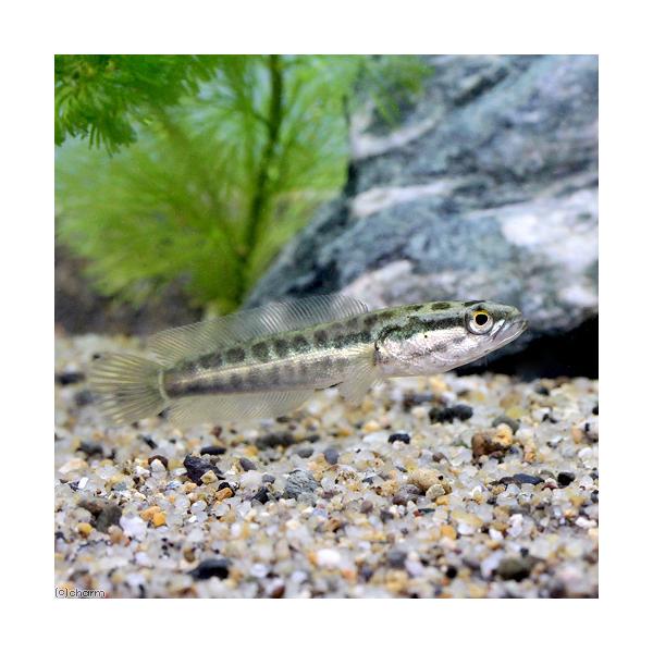 PF_SPQ　熱帯魚・エビ他　ベタ・グラミー・アナバス　スネークヘッド・他　カムルチー　ライヒー　チャンナアーガス　チャンナアルグス　Ｓサイズ　１匹　ベタ・グラミー　その他　Channa　argus　雷魚　fish_database　kai...
