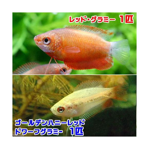 _aqua　熱帯魚・エビ他　グラミー・アナバス　グラミー・リコリス　レッドグラミー　レッドグーラミー　レッドグーラミィ　ゴールデンハニーレッドドワーフグラミー　ゴールデンハニーレッドグラミー　ゴールデンハニーレッドグーラミー　ゴールデンハニ...