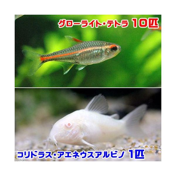 熱帯魚・エビ他　カラシン　テトラ等　南米産　小型種　グローライトテトラ　１０匹　ビギナーにオススメ　コリドラス　ショートノーズ　コリドラスアエネウス　アルビノ　１匹　ビギナー小型向け生体　shosinnshagtetora　白コリ　エネウス...