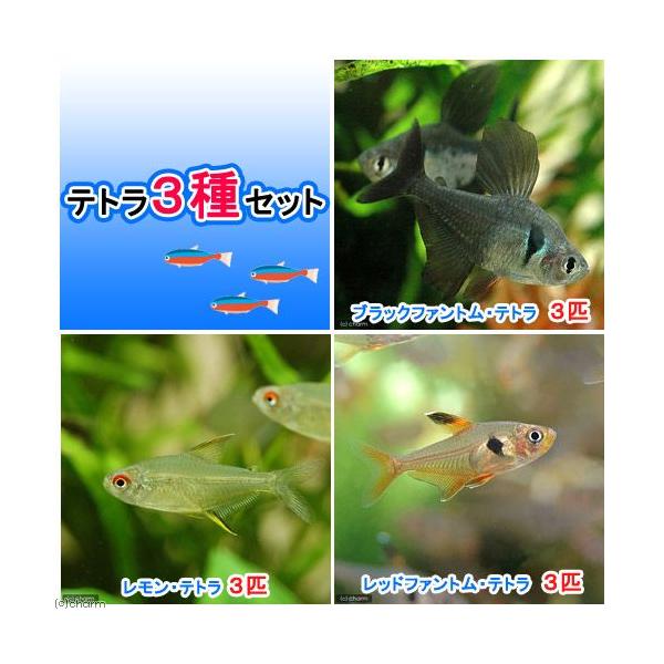 _aqua　熱帯魚・エビ他　カラシン　テトラ等　南米産　小型種　ハイフェソブリコン　ファントム系　その他小型種　ブラックファントム・テトラ３匹＋レッドファントム・テトラ　ブリード　３匹＋レモン・テトラ３匹　小型魚　初心者　セット　ビギナーに...