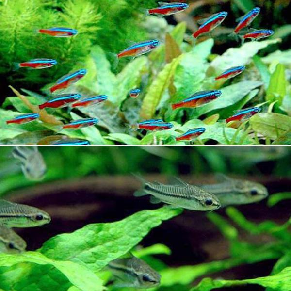 熱帯魚・エビ他　カラシン　テトラ等　南米産　小型種　カージナル・ネオン系　カージナルテトラ　１０匹　ビギナーにオススメ　コリドラス　ショートノーズ　ミニコリ系　コリドラスピグミー　Ｃｏｒｙｄｏｒａｓ　ｐｙｇｍａｅｕｓ　ピグマエウス　ミニマム...