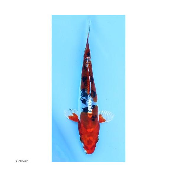 muryotassei_900_999　_aqua　fish_database　熱帯魚・エビ他　金魚　錦鯉　日淡　日本産淡水魚　咲ひかり　咲ヒカリ　恋　三毛　緋鯉　真鯉　マゴイ　養鯉場　日本庭園　池　コイ　こい　nittan_nishiki...