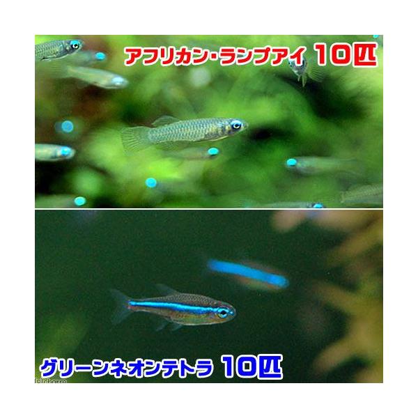 熱帯魚・エビ他　アフリカン・ランプアイ　Ｓサイズ　Ｍサイズ　１０匹　２０匹　メダカの仲間　ビギナーにオススメ　cool　ノルマニー　beginerfish_ranpu　カラシン　テトラ等　南米産　小型種　カージナル・ネオン系　グリーン・ネオ...
