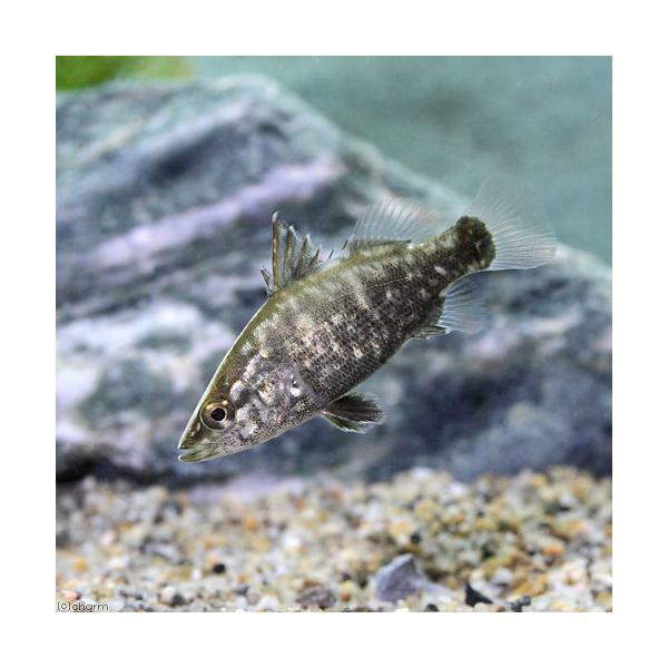 _aqua　sfset　生体　熱帯魚・エビ他　日本産淡水魚　日淡　川魚　Ｌａｔｅｓ　ｊａｐｏｎｉｃｕｓ　メヒカリ　ミノウオ　マルカ　カワヌベ　オキノフナ　オキノコイ　nittanmiryoku_niku　nittan_nittan　oygc...
