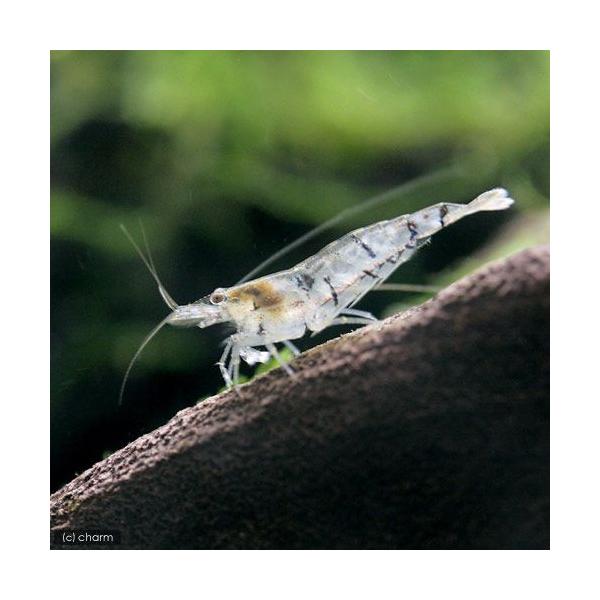 熱帯魚・エビ他　その他エビ　ヌマエビ系　イシガキヌマエビ　５匹　ヤマト・ミナミ　shpclld　Ｎｅｏａｒｉｄｉｎａ　ｄｅｎｔｉｃｕlａｔａ　ｉｓｈｉｇａｋｉｅｎｓｉｓ　その他ヌマエビ　20140219　_fish　_aqua　rarefi...