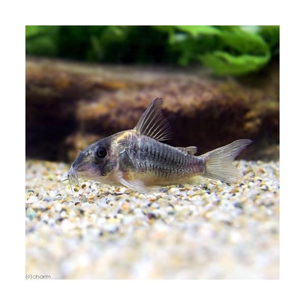 sfset　_aqua　fish_database　熱帯魚・エビ他　コリドラス　ショートノーズ　ワイルド　１匹　ＣＷ１０２　Ｈｏｐｌｉｓｏｍａ　Ｃｏｒｙｄｏｒａｓ　ｓｐ．　ショートノーズルイーザ　20150322　YI　15zans2_pd...
