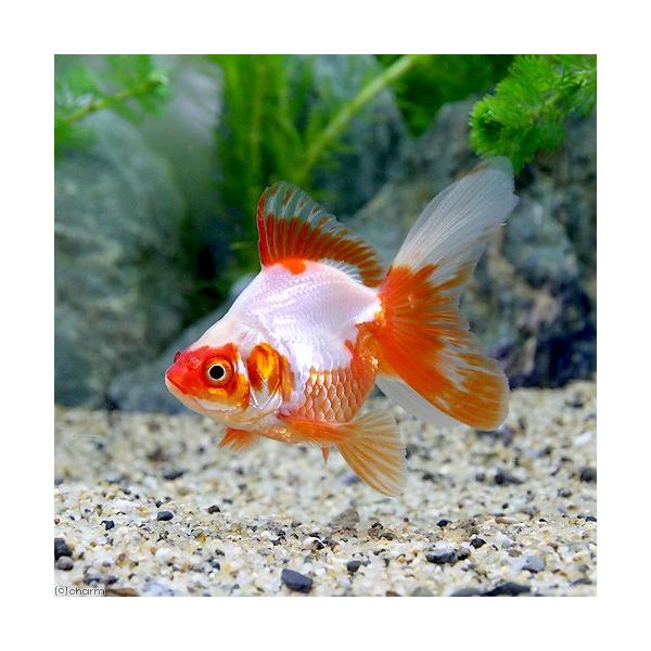 _aqua　熱帯魚・エビ他　金魚　琉金（生体）　特選金魚　nittan_kingyo_ryukin　nittan_ryukin　平賀養魚場産　20140314　TA　fish_database　hansyoku0404　catalog_琉金...