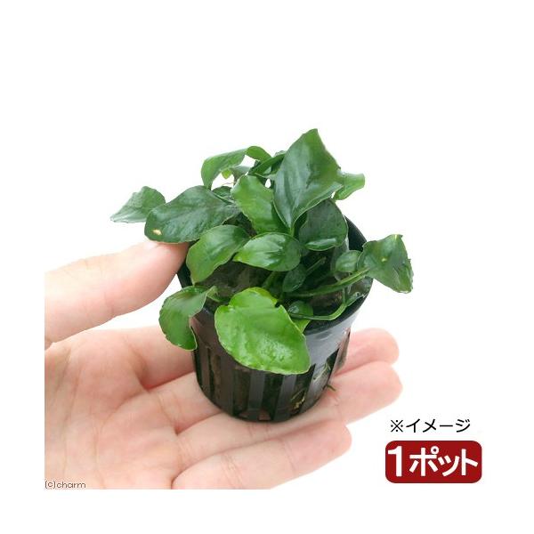 PF_SPQ　negativeplants　熱帯魚　_wp　活着する水草　アヌビアス　水草　小型　okaidoku_pot　all_plants　wp_kywrd　_aqua　anitem_series　an_rakuten06　st_an...