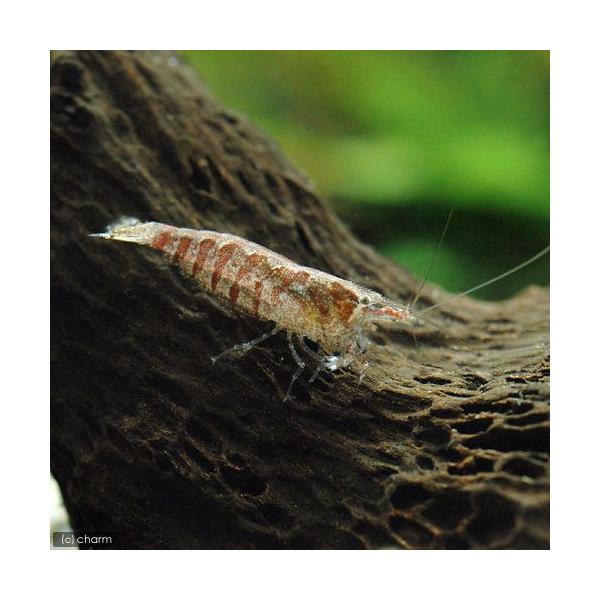 PF_SPQ　熱帯魚・エビ他　その他エビ　ヌマエビ系　インドゼブラシュリンプ　２匹　fish_database　shpclld　Ｃａｒｉｄｉｎａ　ｂａｂａｕlｔｉ　ストライプシュリンプ　インディアンゼブラシュリンプ　ブラックバンデッドグリー...