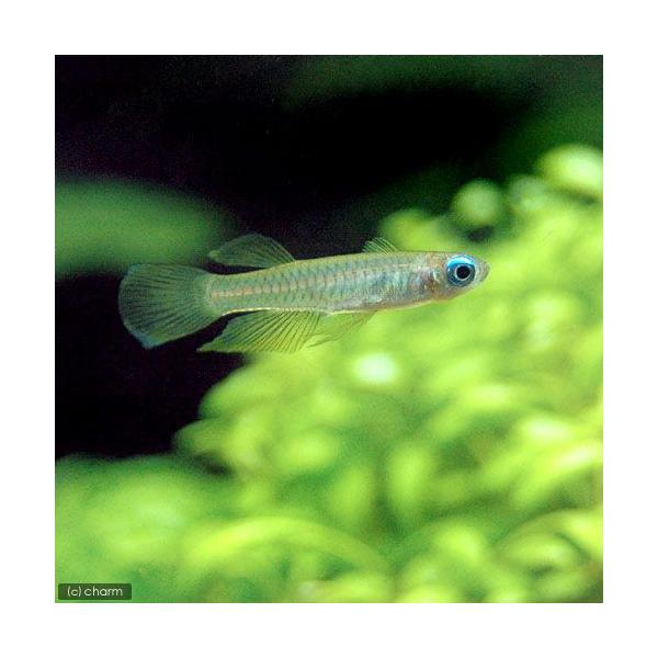 PF_SPQ　_aqua　熱帯魚・エビ他　ランプアイ・卵生メダカ　ランプアイ系　アフリカン・ランプアイ　ワイルド　６匹　fish_database　メダカの仲間　ビギナーにオススメ　cool　Ｐｏｒｏｐａｎｃｈａｘ　Ａｐｌｏｃｈｅｉｌｉｃｈ...